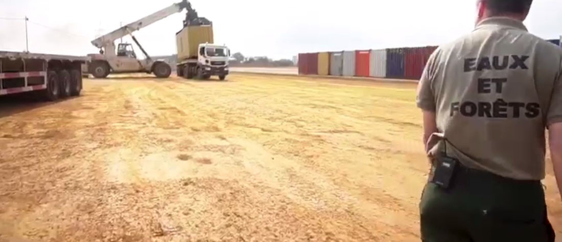 Trafic de bois au Gabon : 125 conteneurs de Kevazingo saisis ...